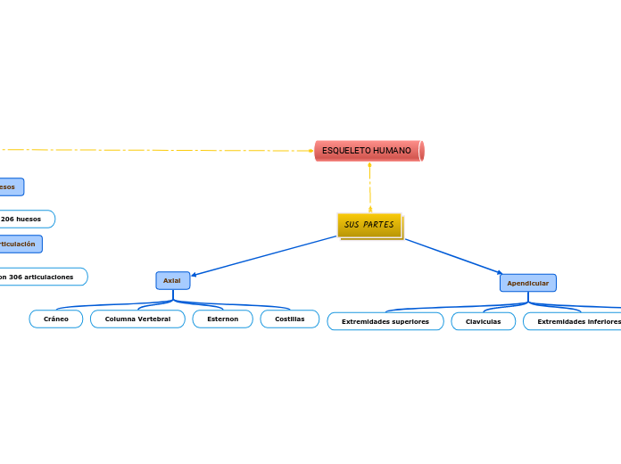 ESQUELETO HUMANO - Mind Map